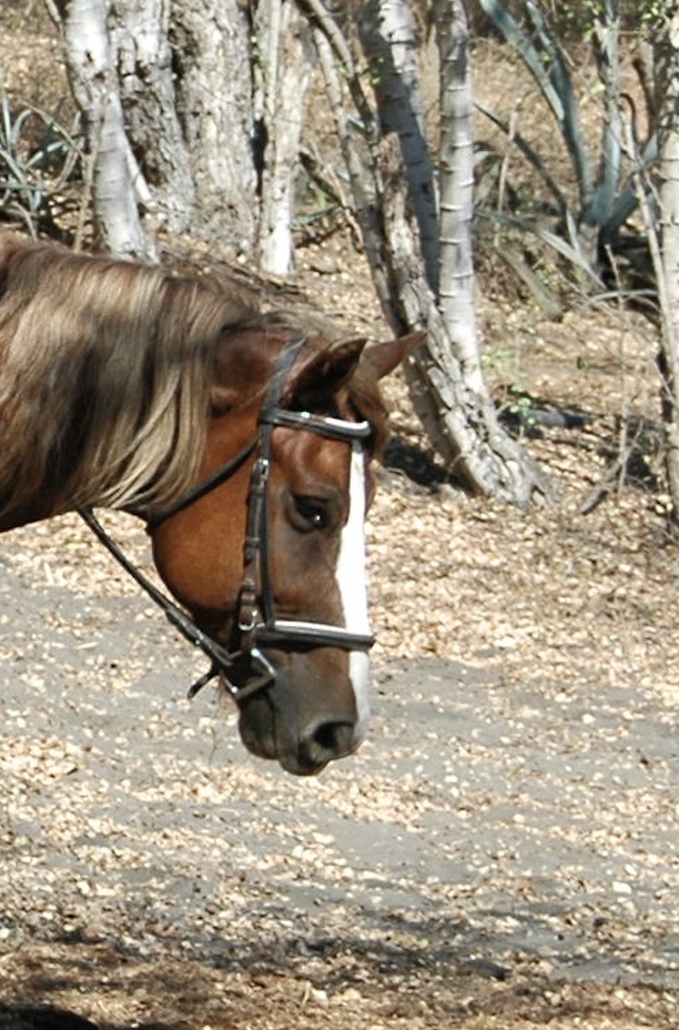 Cavalerie - Les écuries d'Eldorado
